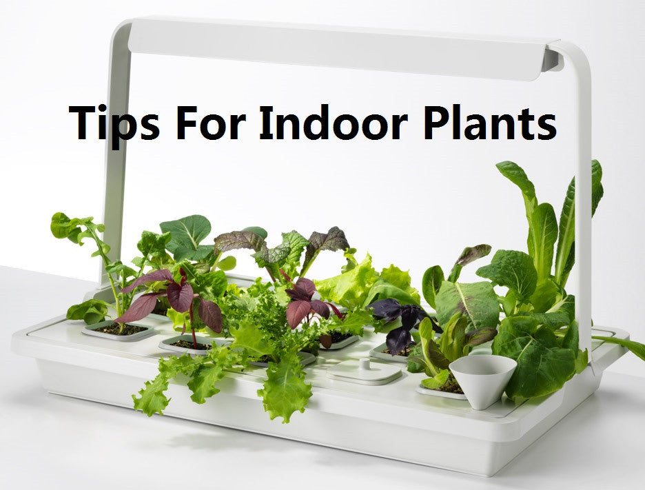 Good Tips For Your Indoor Gardening Project – Audiopls
